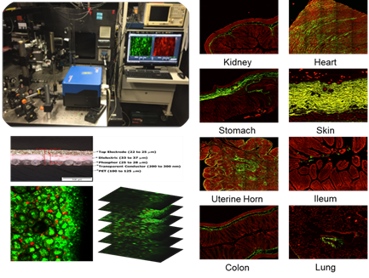 OIS: (OIS) SHG/MPI microscope - A*STAR Scientific Equipment & Services ...